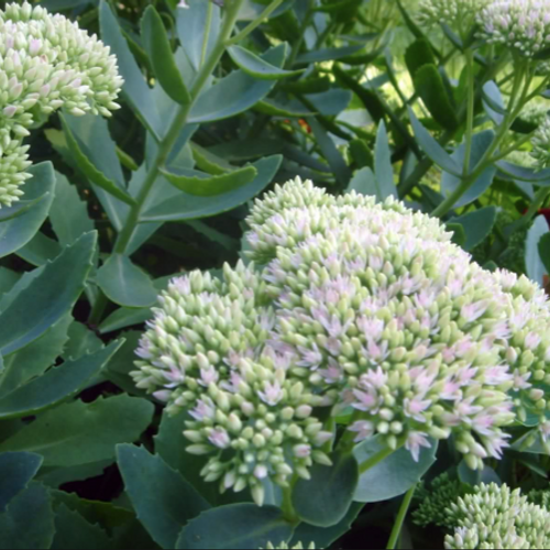 sedum iceberg