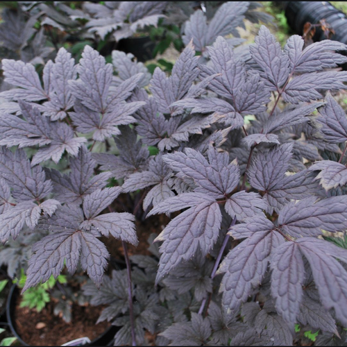 actaea simplex brunette agm