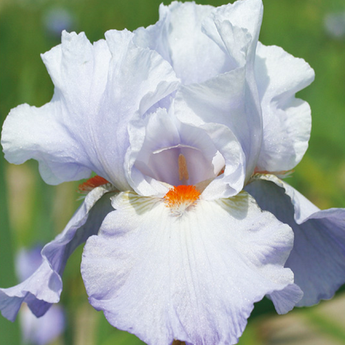 iris rippling clouds