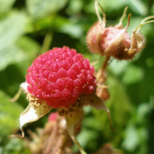 rubus odoratus propagation