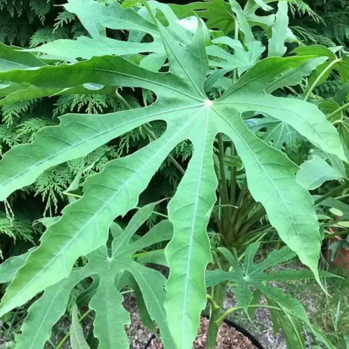 fatsia polycarpa
