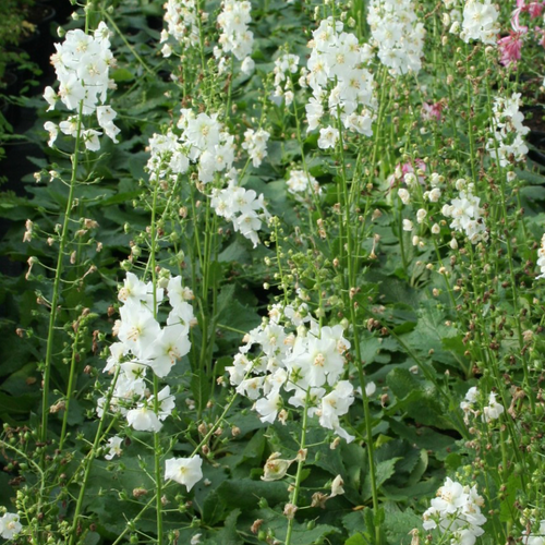 white verbascum