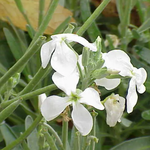matthiola alba