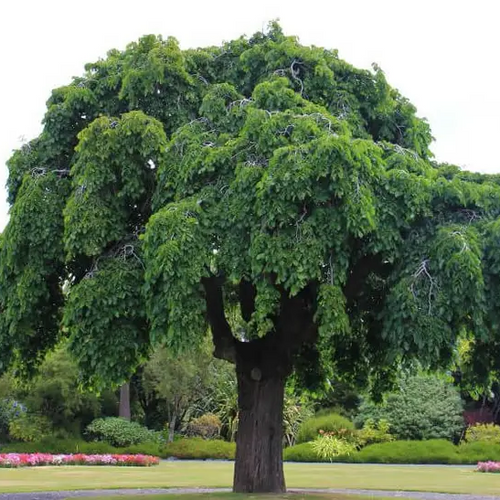 weeping winged elm