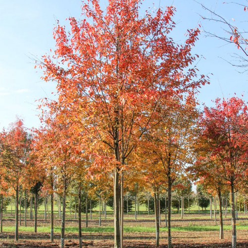 amelanchier arborea robin hill autumn coloring pages