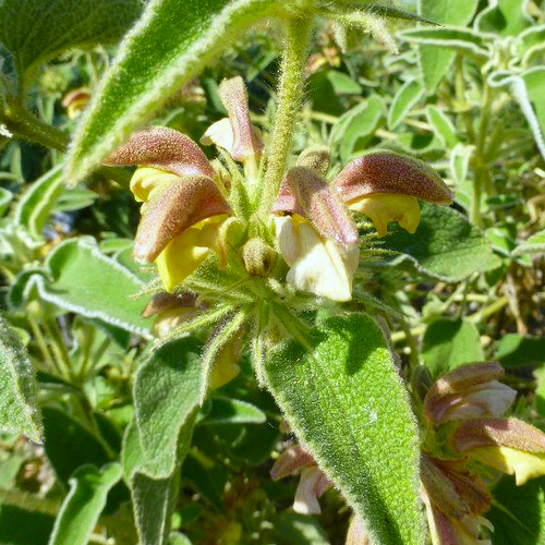 orange phlomis