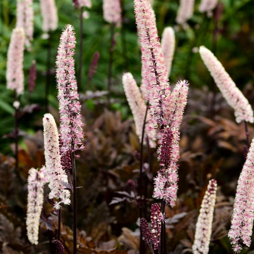 actaea simplex pink spike