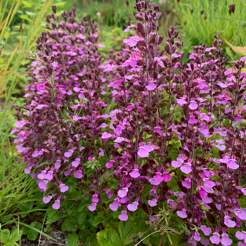 pruning teucrium chamaedrys