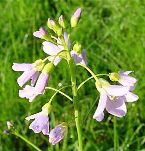 cardamine pratensis