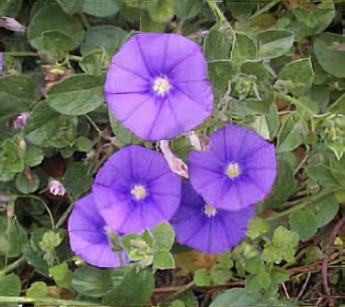 convolvulus silvaticus