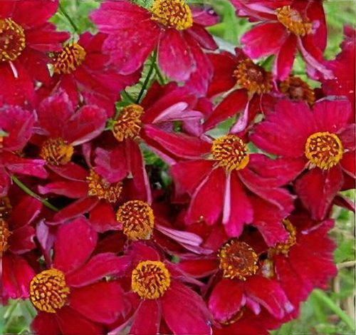 coreopsis limerock ruby