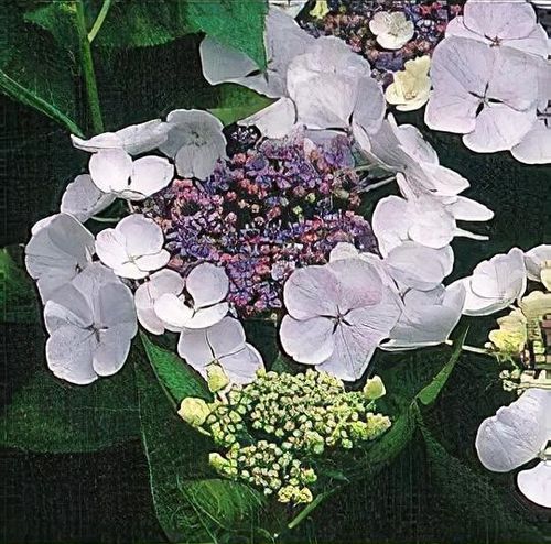 hydrangea veitchii