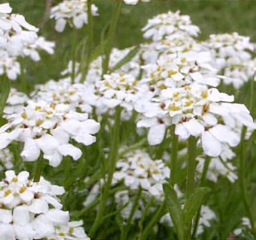 iberis sempervirens purity