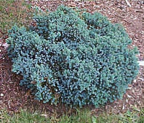 juniperus squamata