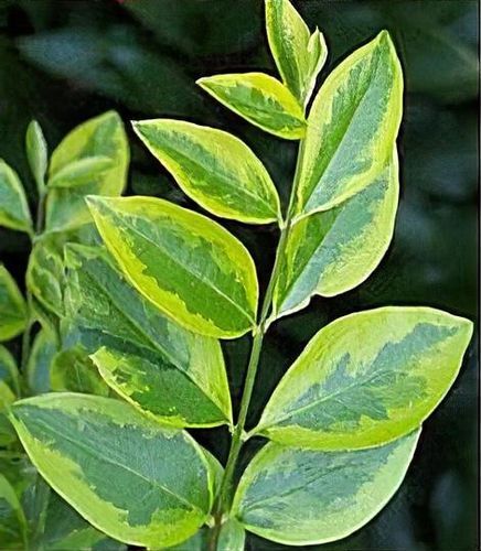 ligustrum aureum