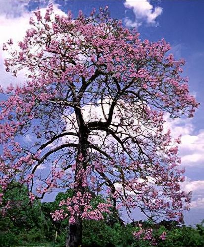 princess tree flower