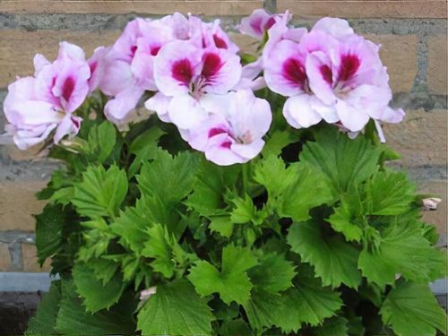 geranium packstar scarlet