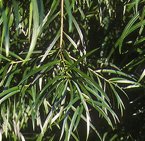 podocarpus salignus
