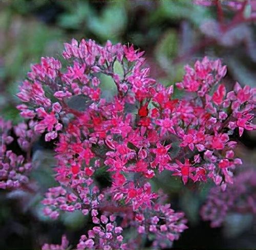 sedum ruby glow hybrid
