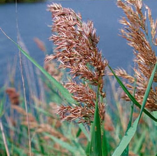 phragmites_australis