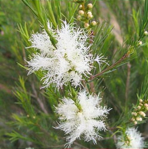 malaleuca alternifoglia