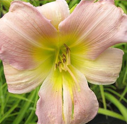 hemerocallis cherry catherine