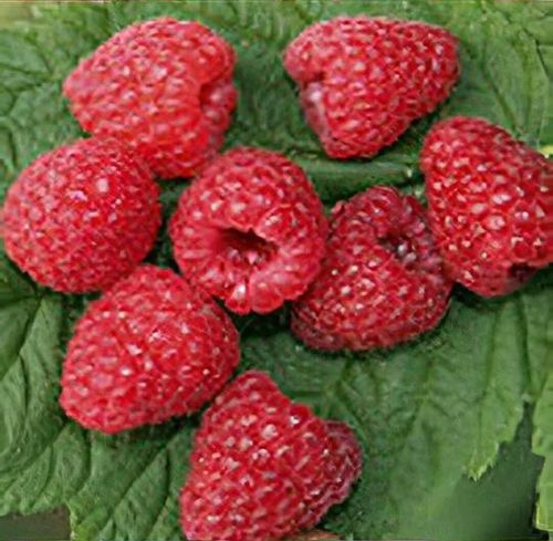 sugana raspberry canes