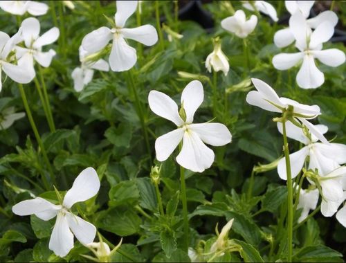 viola cornuta sorten