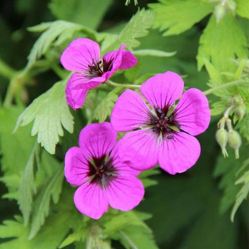 psilostemon geranium
