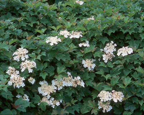 viburnum opulus compacta