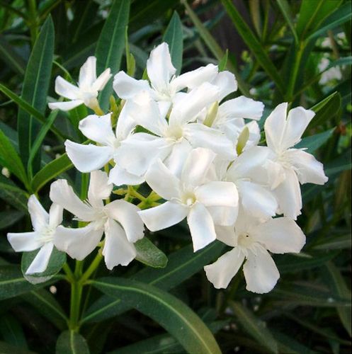 oleander tree white