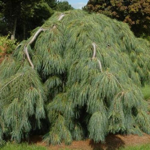 pinus strobus pendula wb