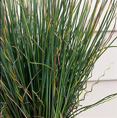 when to cut back juncus