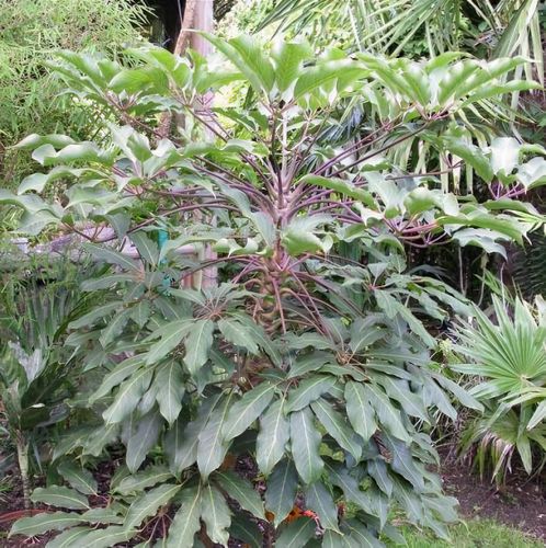 schefflera actinophylla alpine