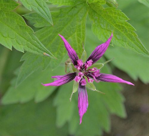 catherine deneuve geranium