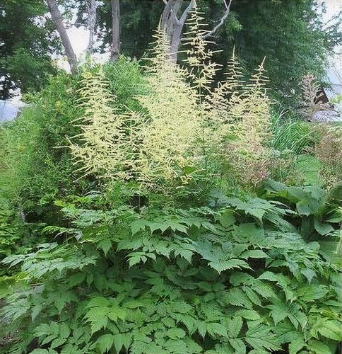 pruning astilbe uk