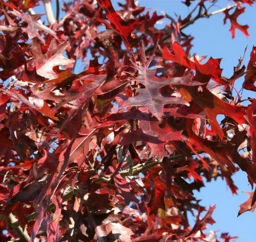 quercus coccinea size