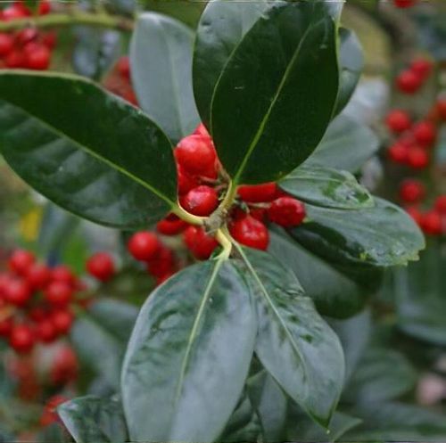 ilex aquifolium jc van tol