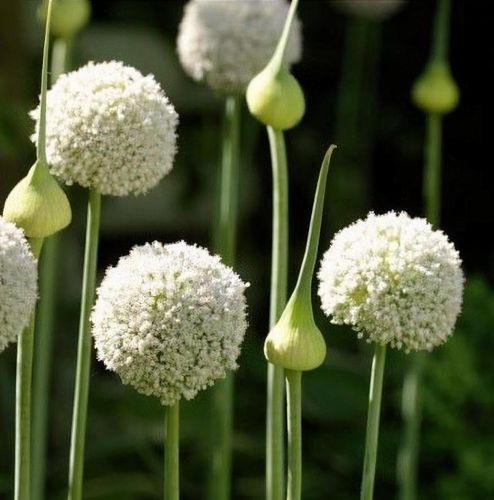 white alliums
