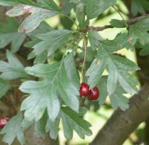crataegus monogyna leaf shape