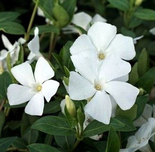 vinca colada