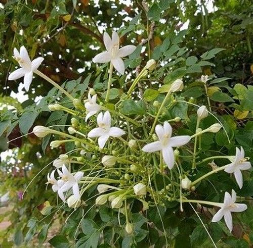 millingtonia hortensis tree