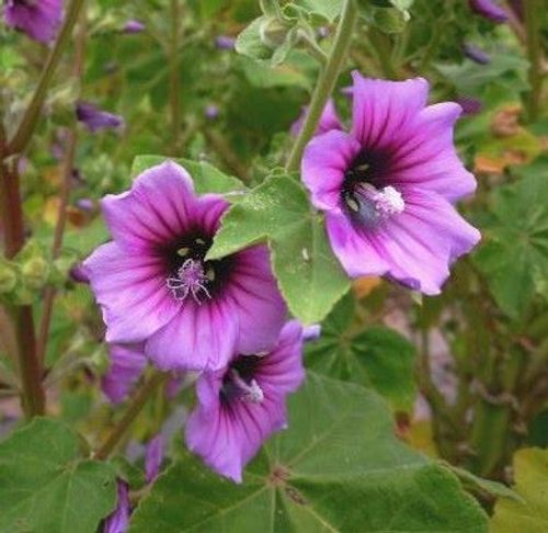 malva arborea
