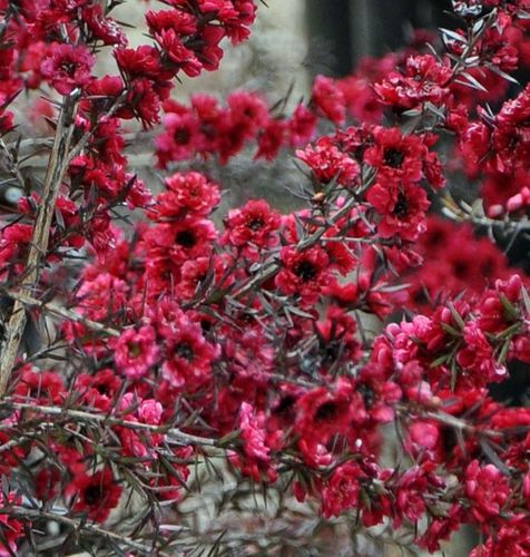 leptospermum ruby wedding