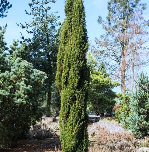 juniperus communis arnold