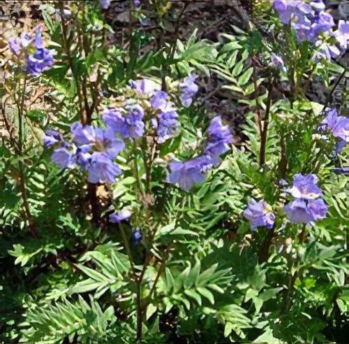 polemonium bressingham purple problems