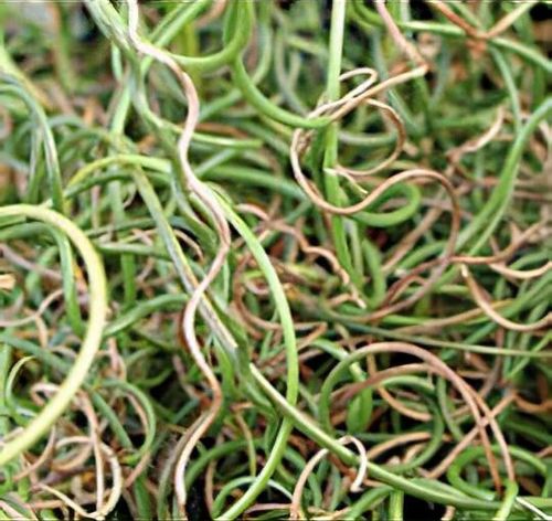 juncus eff spiralis