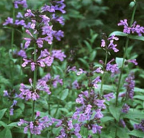 nepeta andre chaudron
