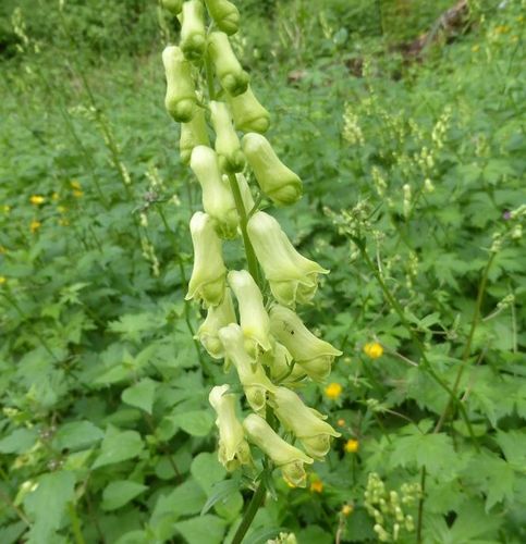 yellow wolfbane