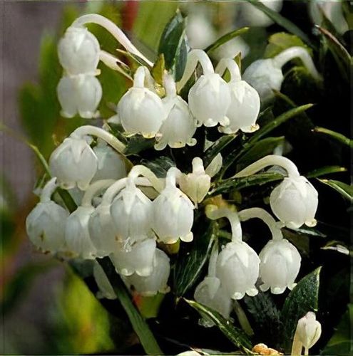 premna mucronata roxb